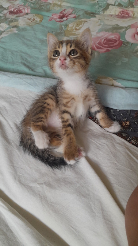 Котята девочки 2 месяца