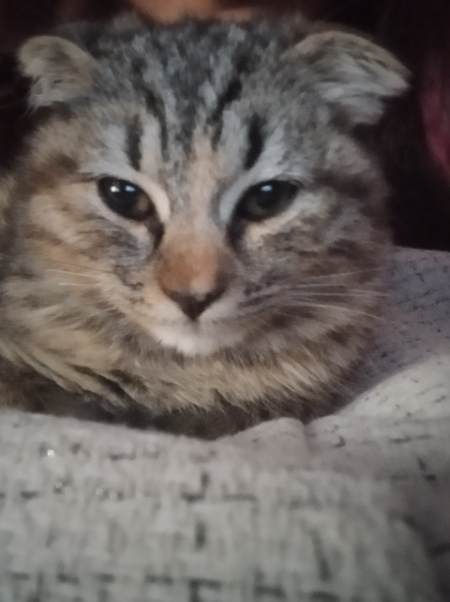 Scottish fold mushuk sotiladi