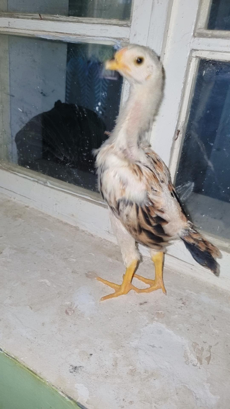 Shamo juja soĝlom