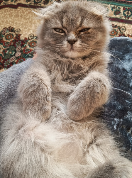 Mushuk sotiladi.