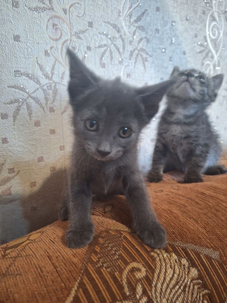 Котята отдам в хорошие руки