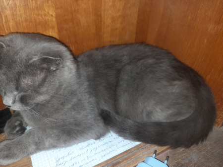 Продаётся британский кот