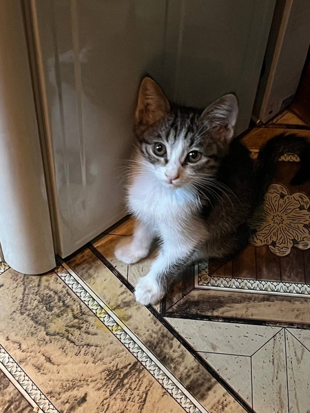 Бесплатно котята в любящие руки
