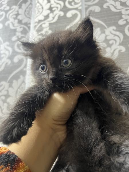 Скотиш фолд