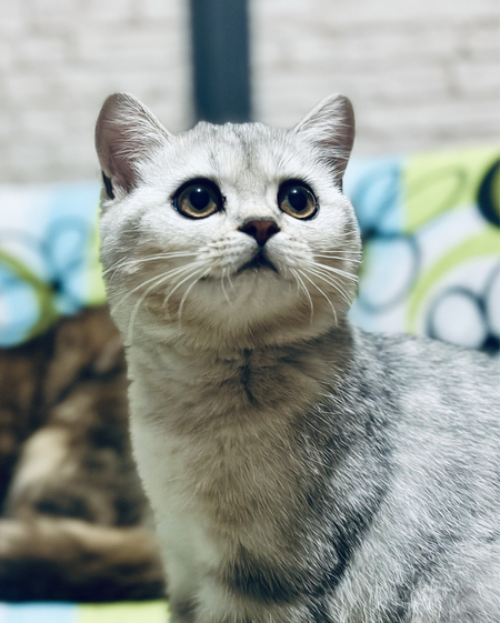 Серебристая мраморная шиншилла