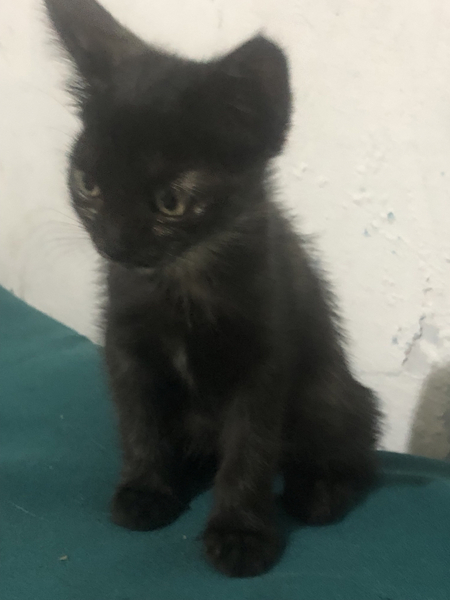 Котята :ночка,левушка,снежок,тигренок,дымка:только ночка девочка!