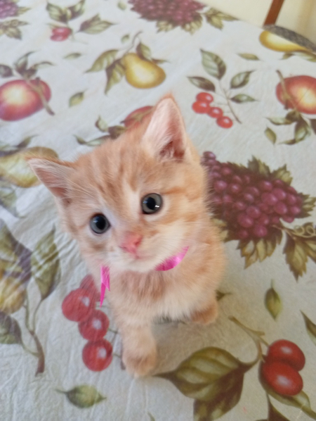 Отдам котенка в добрые руки