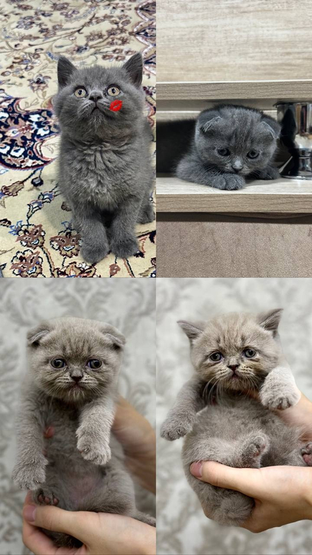 Продаются котята бритиш фолд и страйт