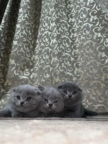 Продеается британские котёнки