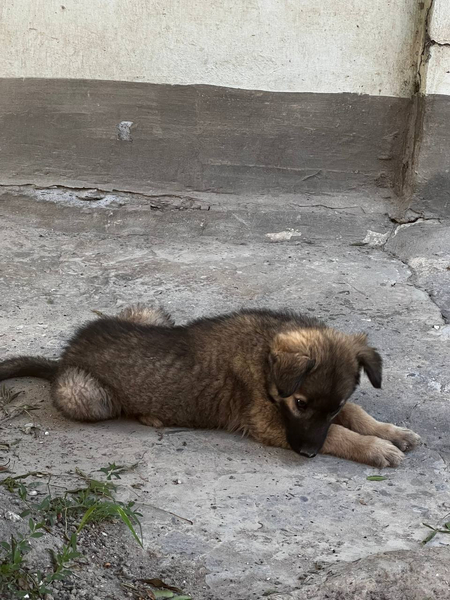 Щенок даром в добрые руки