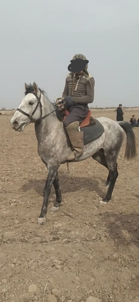 Ot sotiladi Qashqadaryo