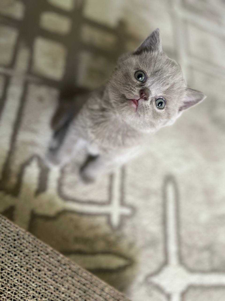 Продаются котята скотиш фолд и скотиш страйт.