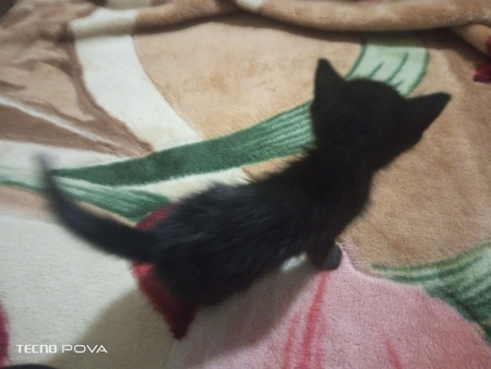 Маленькие котята