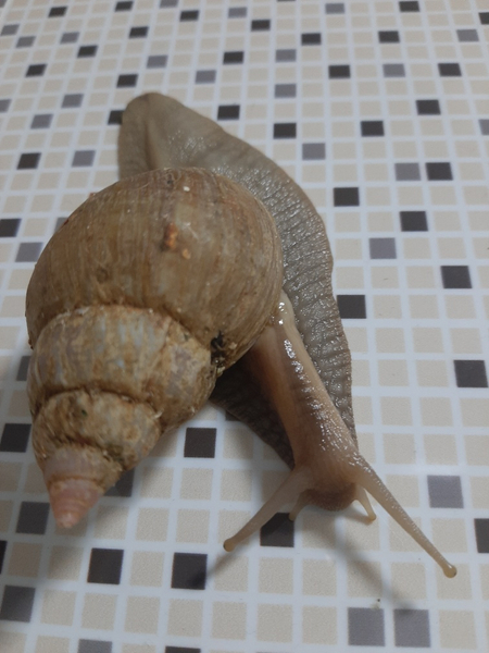 Ulitka sotiladi yuzga, boqishga