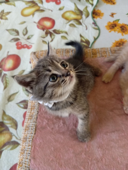 Отдам котенка в добрые руки