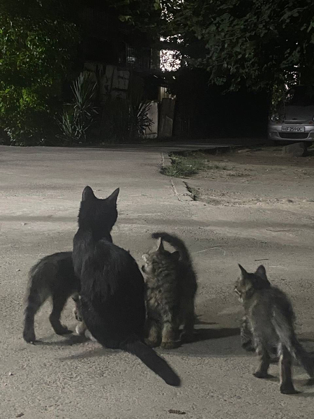 Бесплатно котики в добрые руки