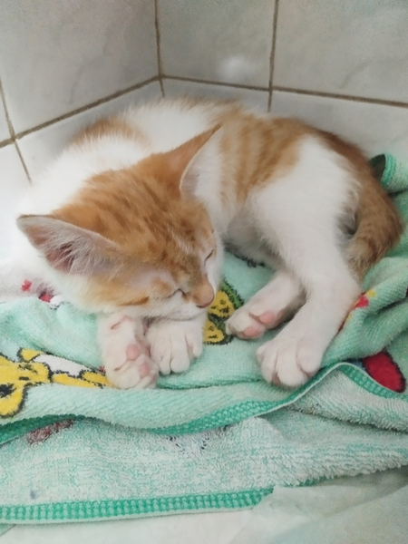 Отдам в добрые руки котёнка