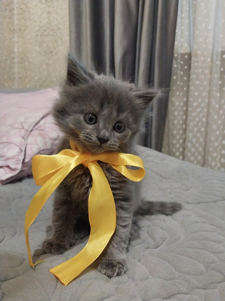 Продаётся котёнок породы скоттиш страйт