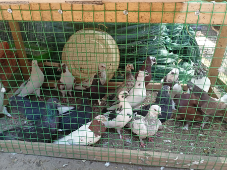Продаются Голуби