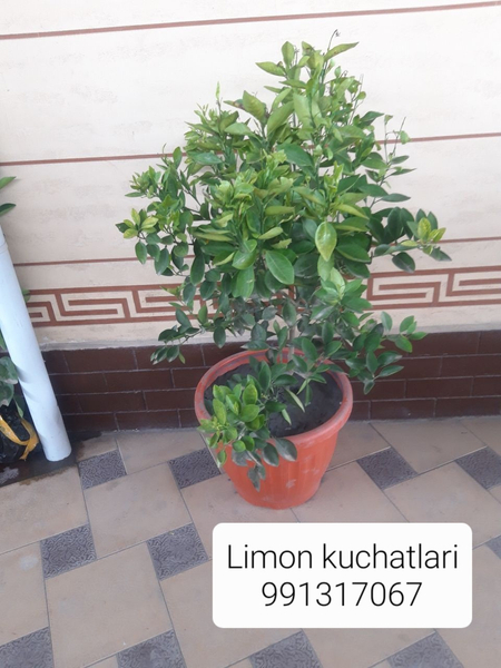 Limon kuchatlari