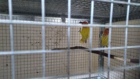 To\\\'tiqush попугай qoni toza.