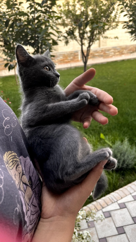 Котенок  , девочка