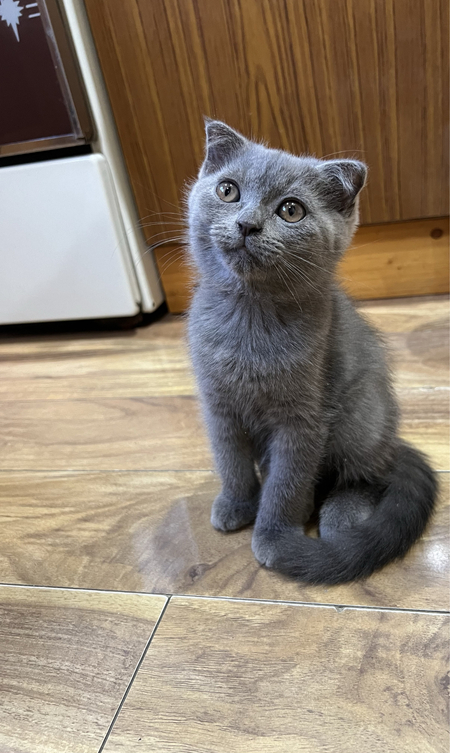 Котята скоттиш-фолд