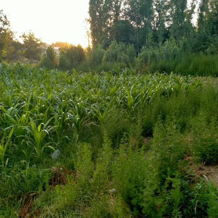 Uchastka sotiladi