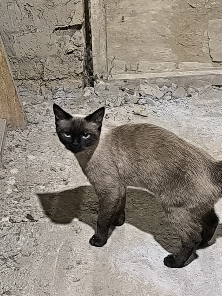 Биланийзиская глаткошорсная кошка