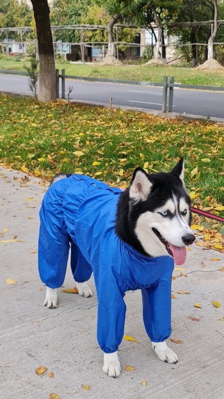 Одежда для собаки