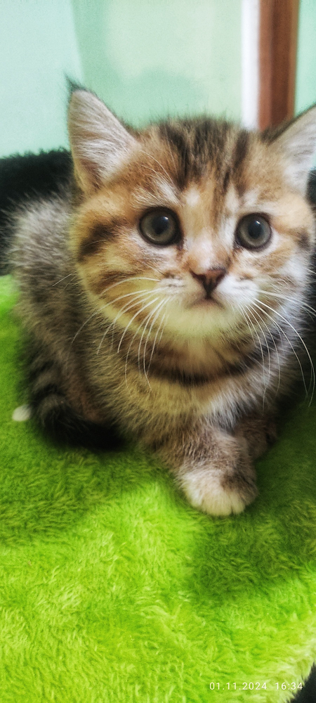 Шотландские котята скотиш фолд и страйт