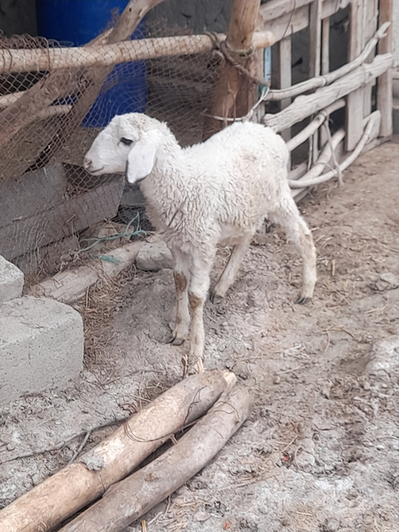 Qazoqi barra sotiladi