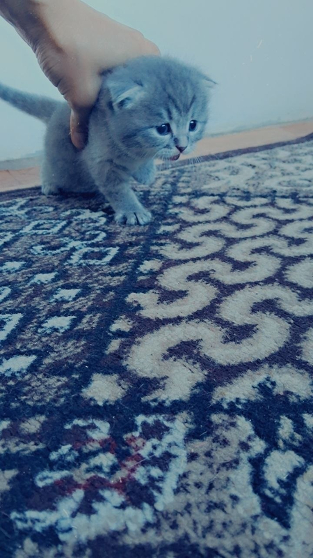 СКОТТИШ ФОЛД мушуклари