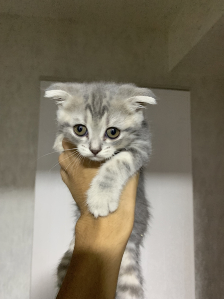 Продаются срочно котята