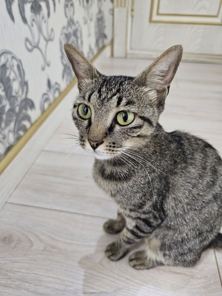 Hadiyaga beriladi Бесплатно