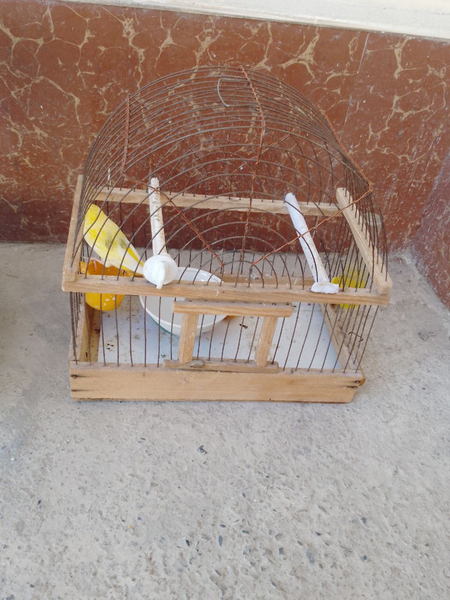 Продам канарейки