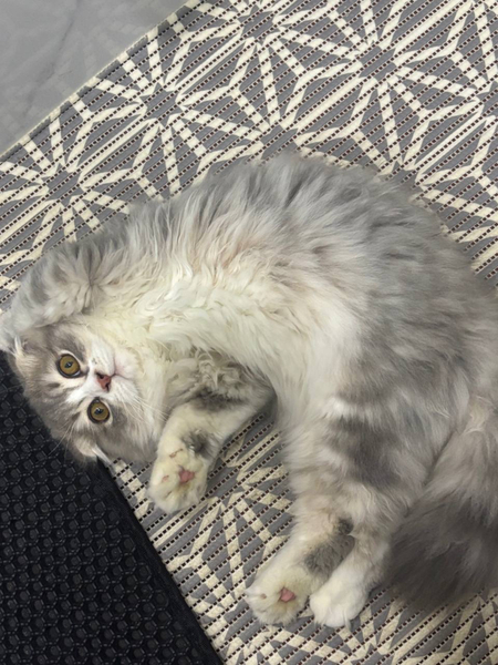 Продается котенок Скоттиш фолд