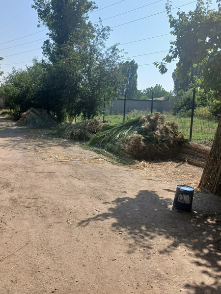 Qamish Lomboga bor