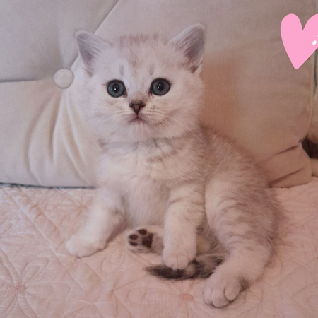 Котята серебристой шиншиллы