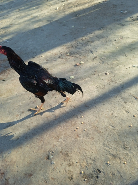 Zottor xuroz sotiladi