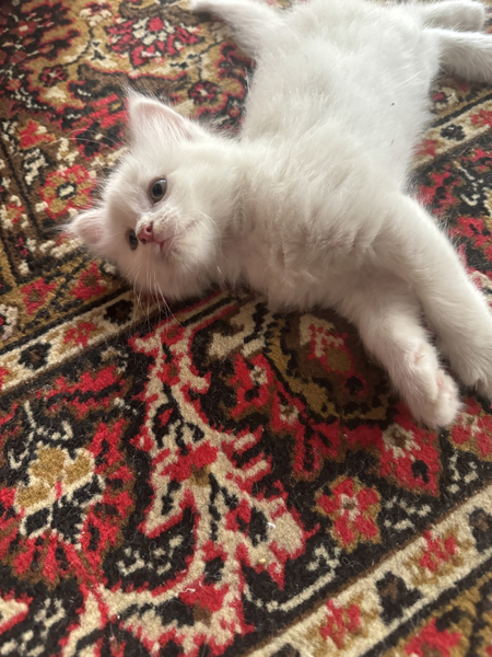 Кошка 1,5 мес