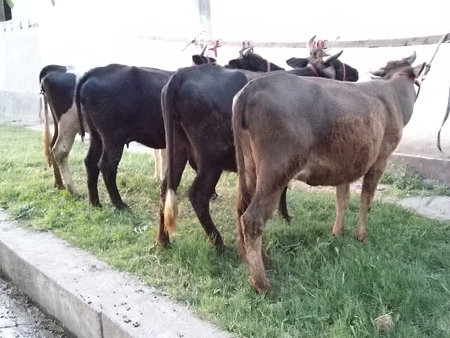 Bugoz sigirlar sotiladi