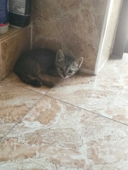 Котенок малыш котёнок