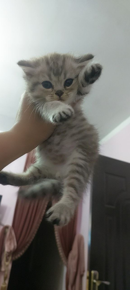 Кошки фольд и шиншилла чистокровная