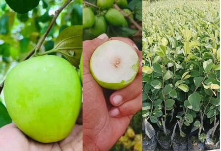 (Кук султон) Зизифус мавританский - Ziziphus Mauritiana