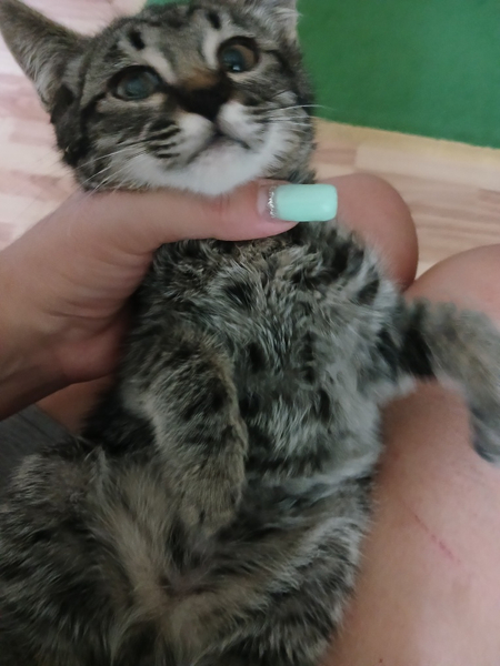 Котёнок, серый красавец, мальчик 4 мес, лоток знает, игривый