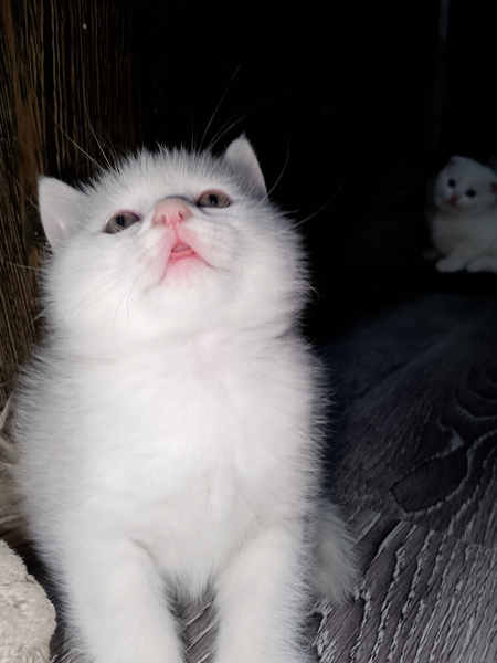 Котёнок,мальчик,пародистый