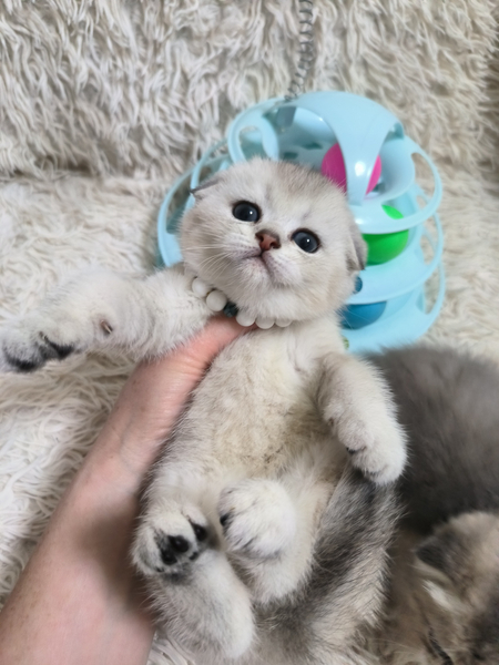 Котята от правильной вязки
