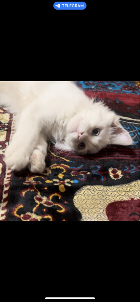 Продаётся котик