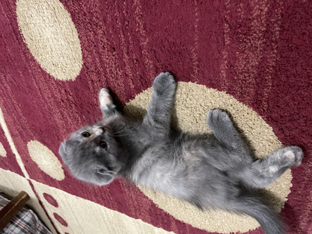 Кошка фолт мама и ребёнок келишамиз